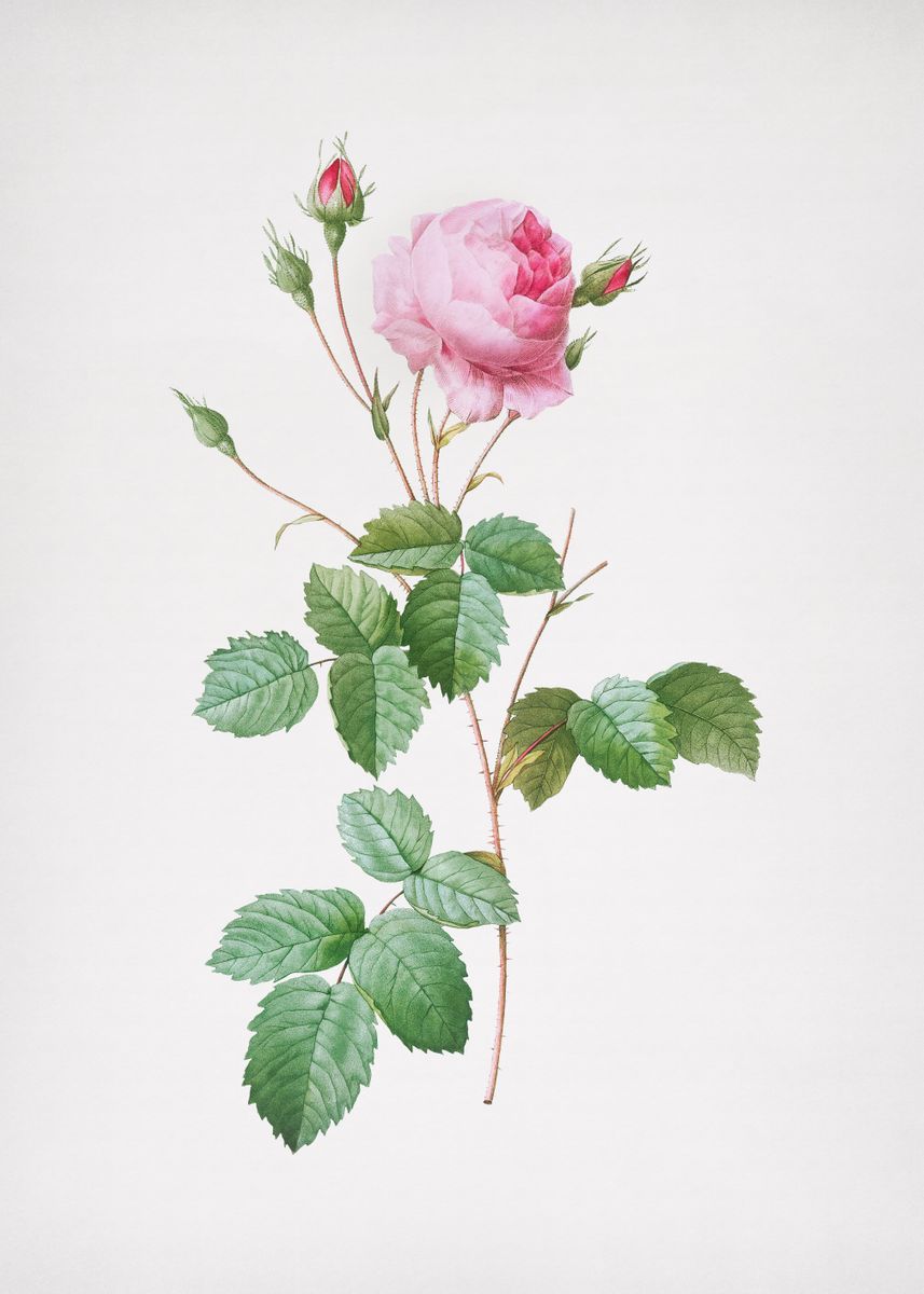 'Pink Provence Rose' Poster, picture, metal print, paint by Holy Rock ...