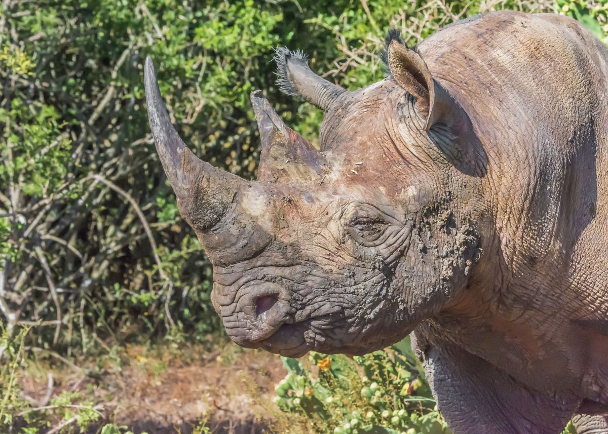 'Black Rhino' Poster by Alastair Munro | Displate