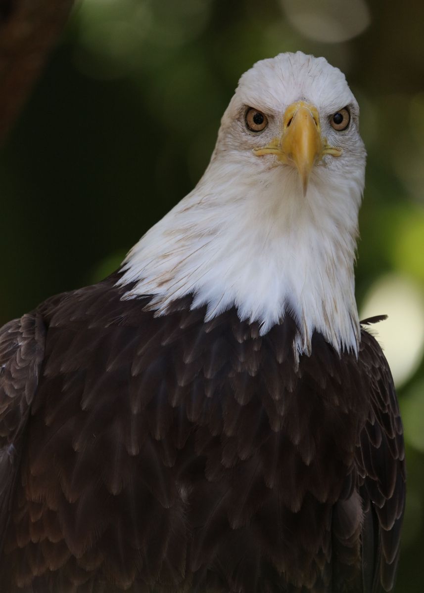 'Shifty' Poster, picture, metal print, paint by Melanie Kowasic | Displate