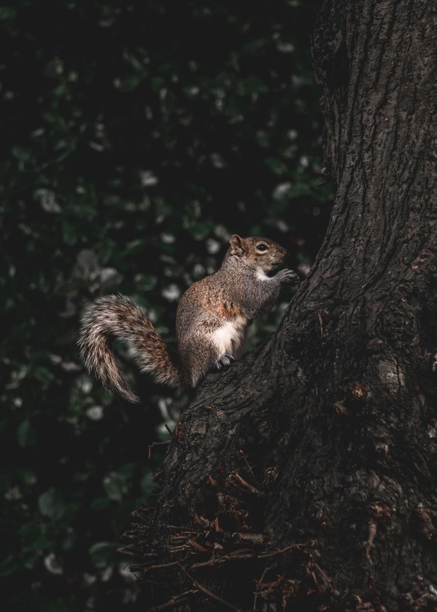 'Squirrel with a nut' Poster by Patrik Heliosz | Displate