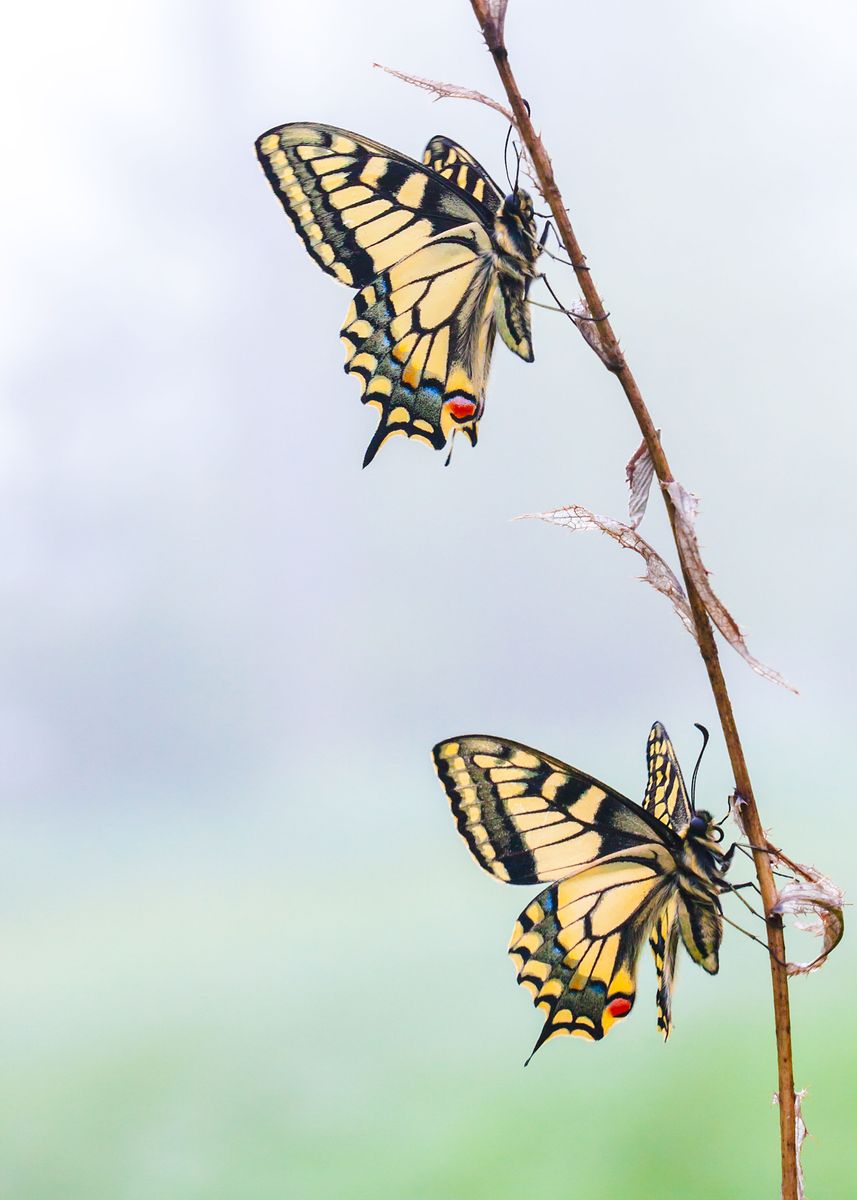'Two butterflies' Poster by Lukas Jonaitis | Displate