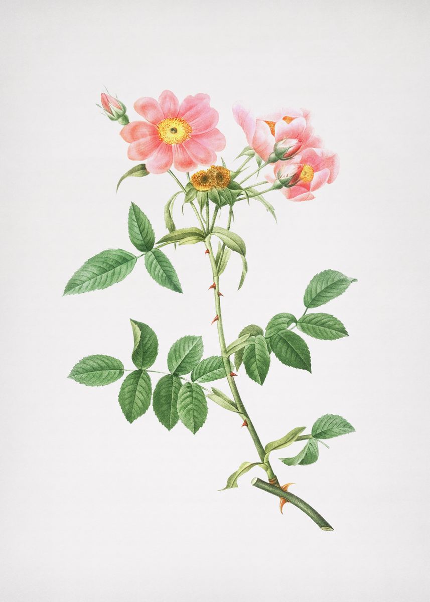 'Lady Monson Rose' Poster, picture, metal print, paint by Holy Rock ...