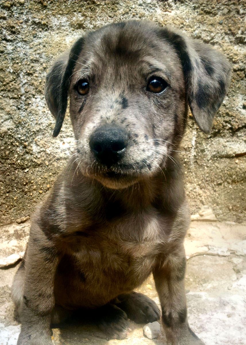 'Bucky The Cute Puppy' Poster, picture, metal print, paint by Vanessa ...