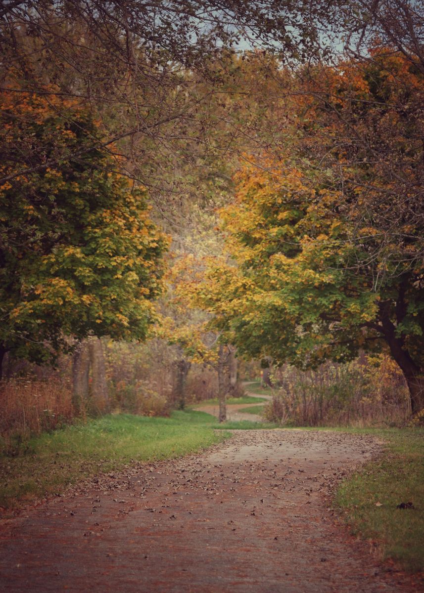 'Fall Tree Path 1' Poster, picture, metal print, paint by Diane Powell ...