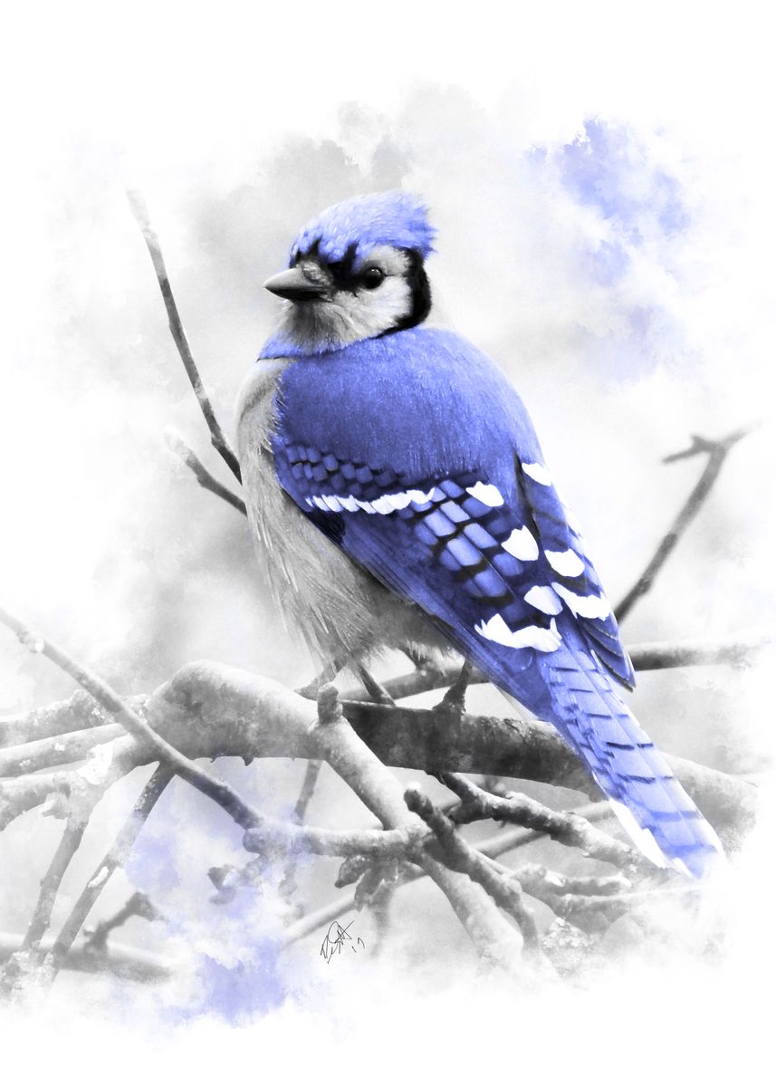 'Blue Jay' Poster, picture, metal print, paint by Brian Scutt | Displate