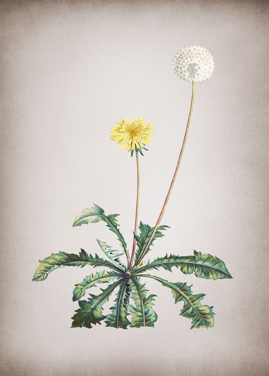 'Vintage Dandelion in Bloom' Poster, picture, metal print, paint by ...