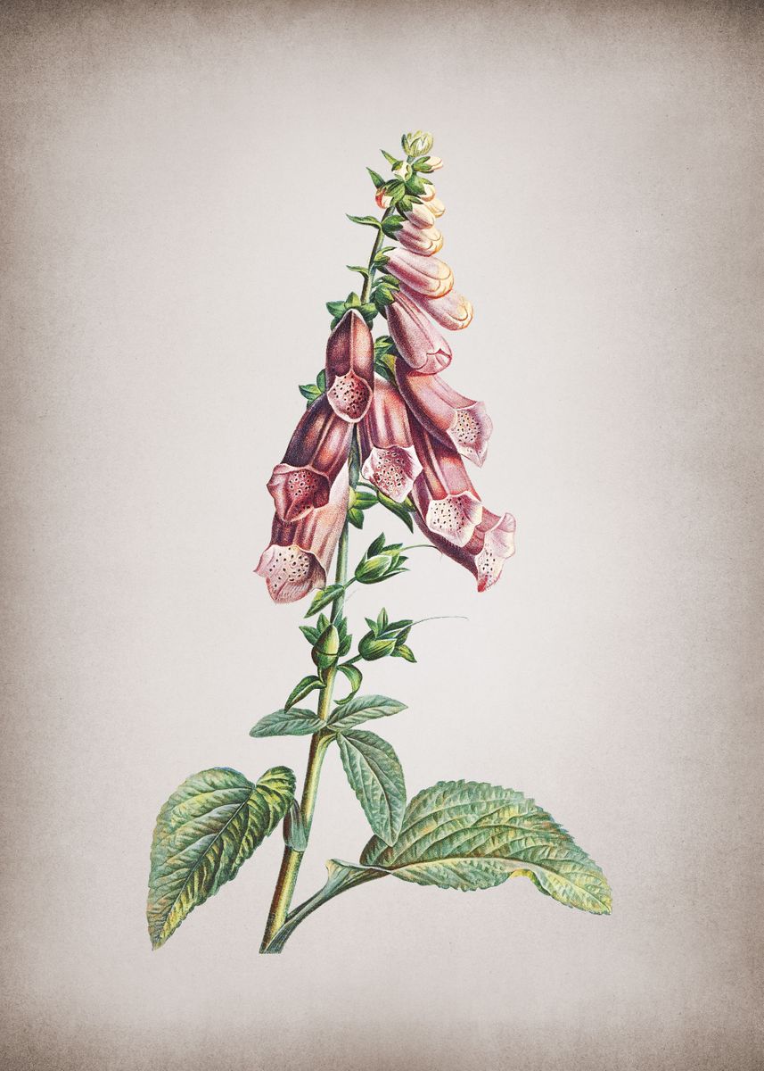 'Vintage Pink Foxglove' Poster, picture, metal print, paint by Holy ...