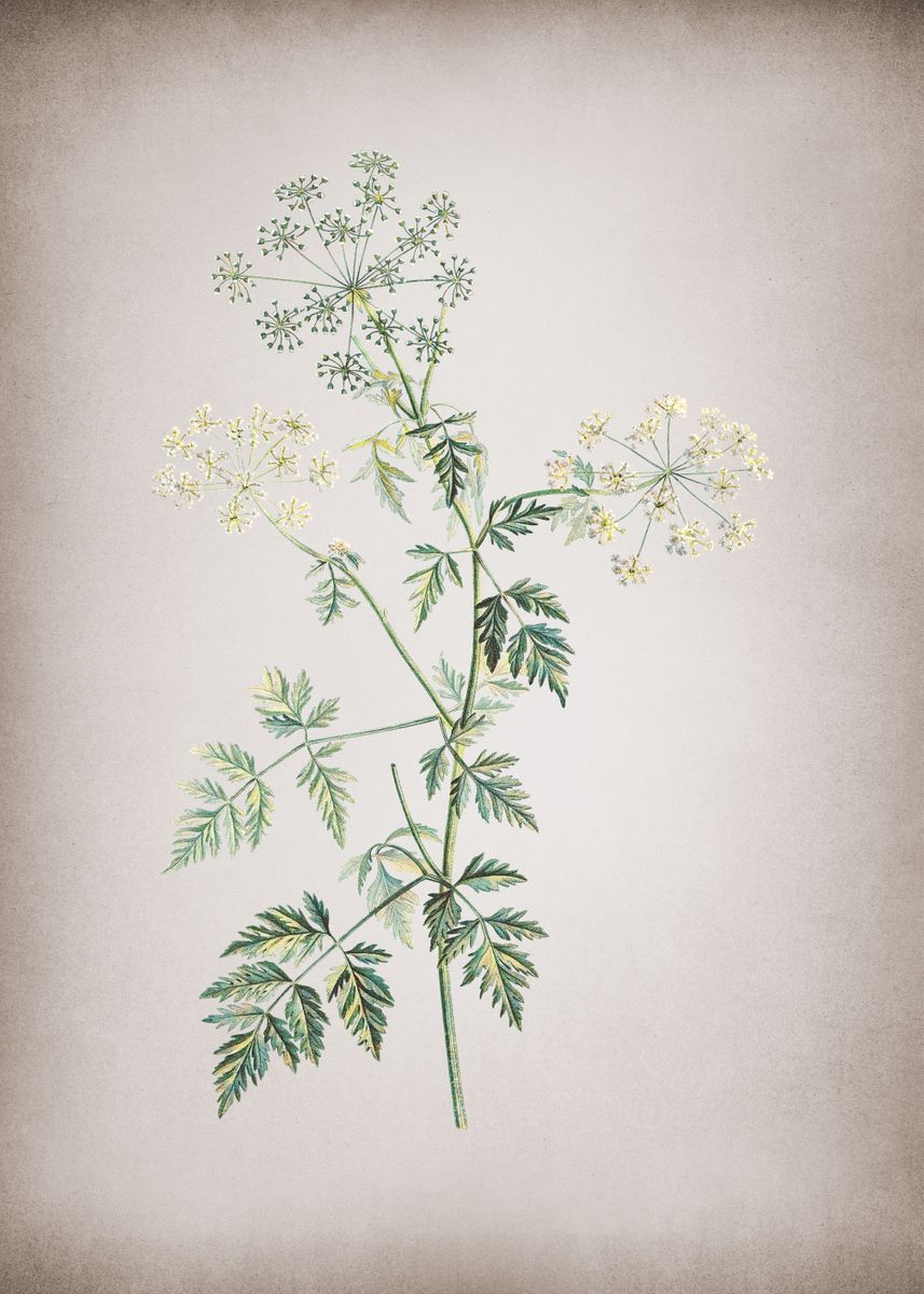 'Vintage Hemlock Flowers' Poster, picture, metal print, paint by Holy ...