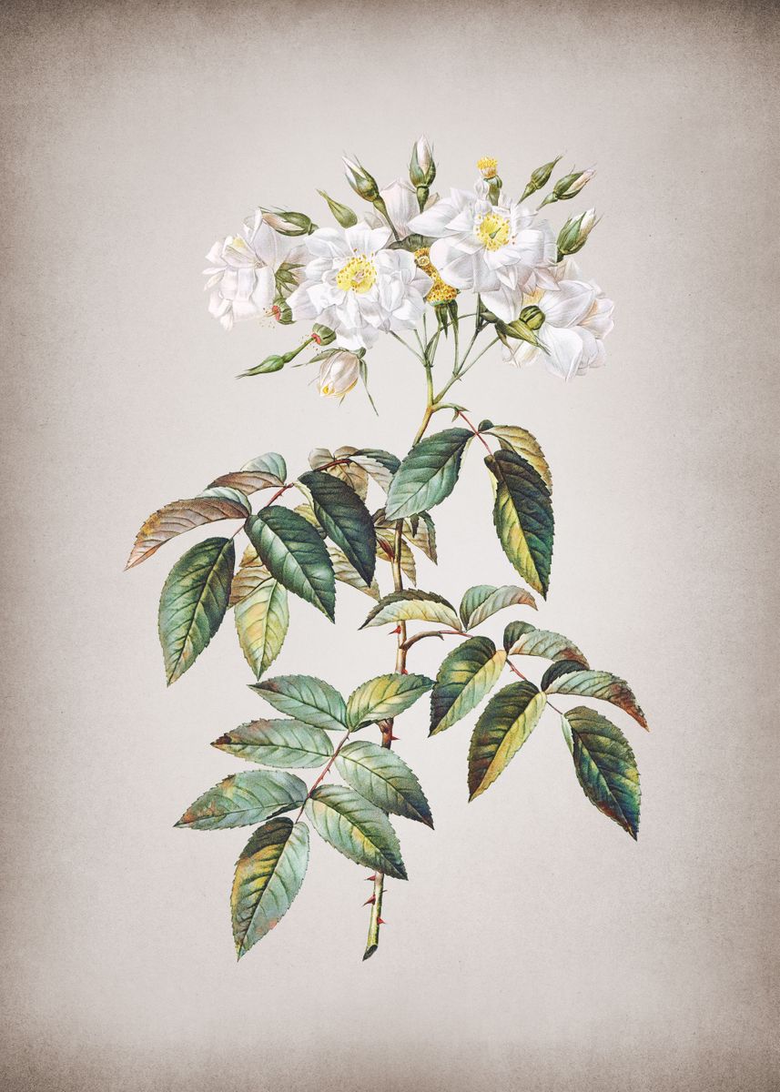 'Vintage Musk Roses' Poster, picture, metal print, paint by Holy Rock ...