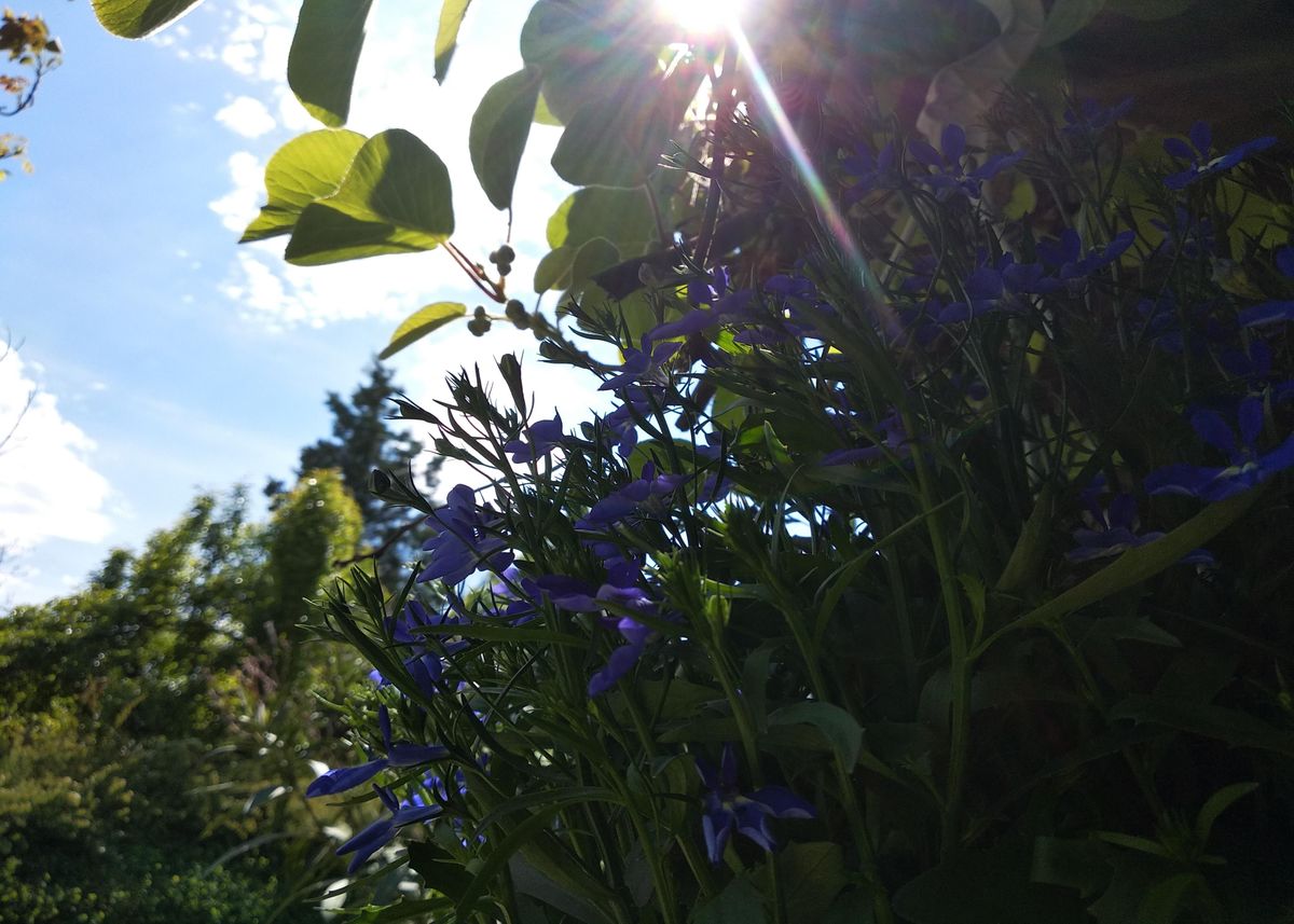 'Blue spring' Poster by Nóra Gácsi | Displate