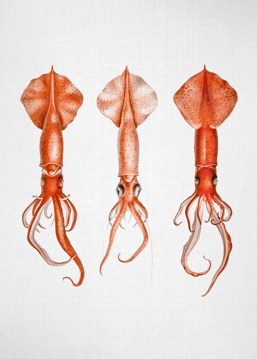 'Squids Watercolor' Poster, picture, metal print, paint by Gal Design ...