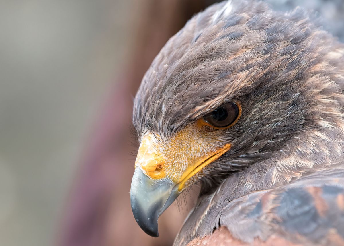 'beautiful buzzard ' Poster by Ornella Bonomini | Displate