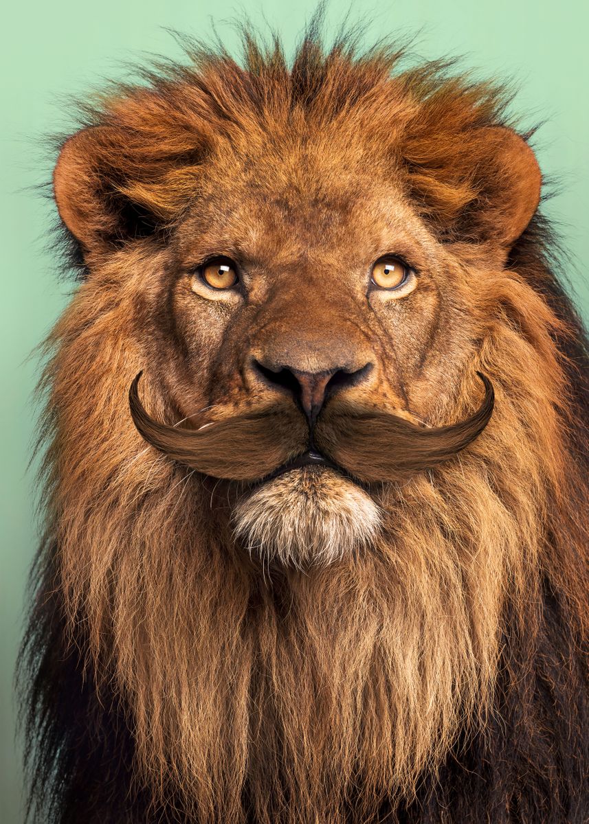 'Bearded Lion' Poster, picture, metal print, paint by Jonas Loose ...