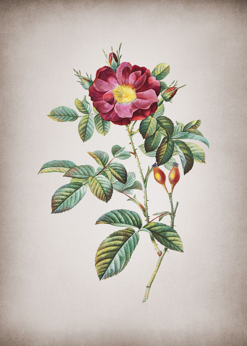 'Vintage Red Portland Rose' Poster, picture, metal print, paint by Holy ...