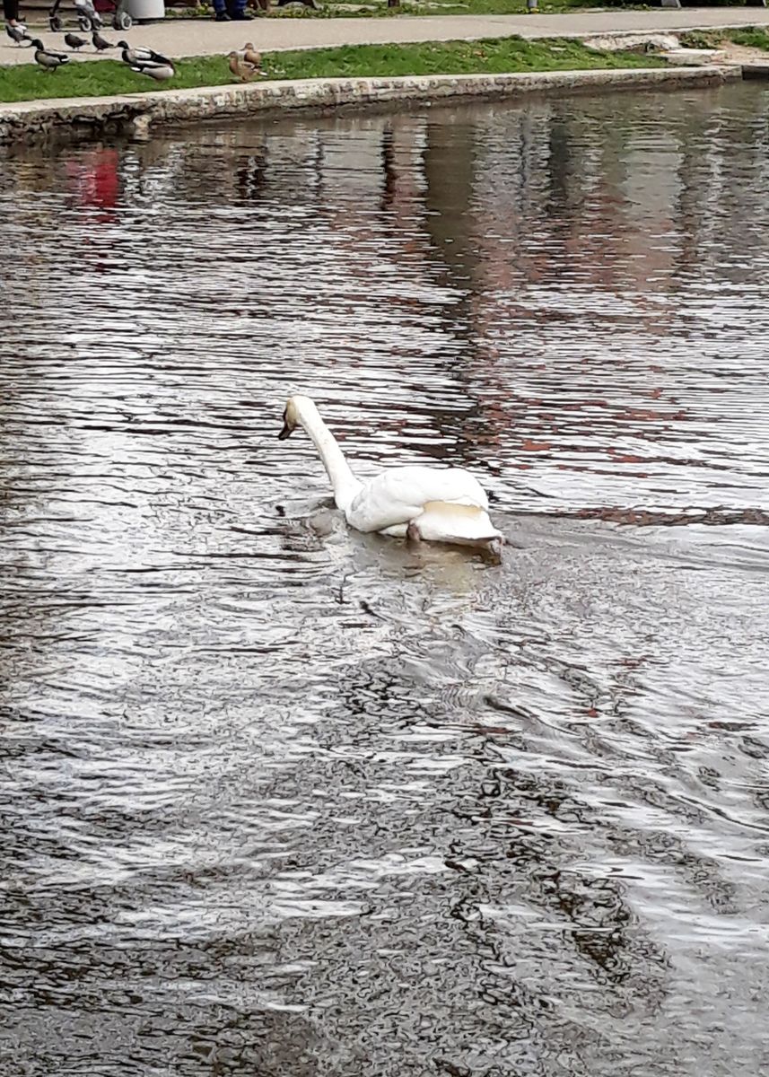 'Swan on the lake 2' Poster, picture, metal print, paint by Edy Art ...