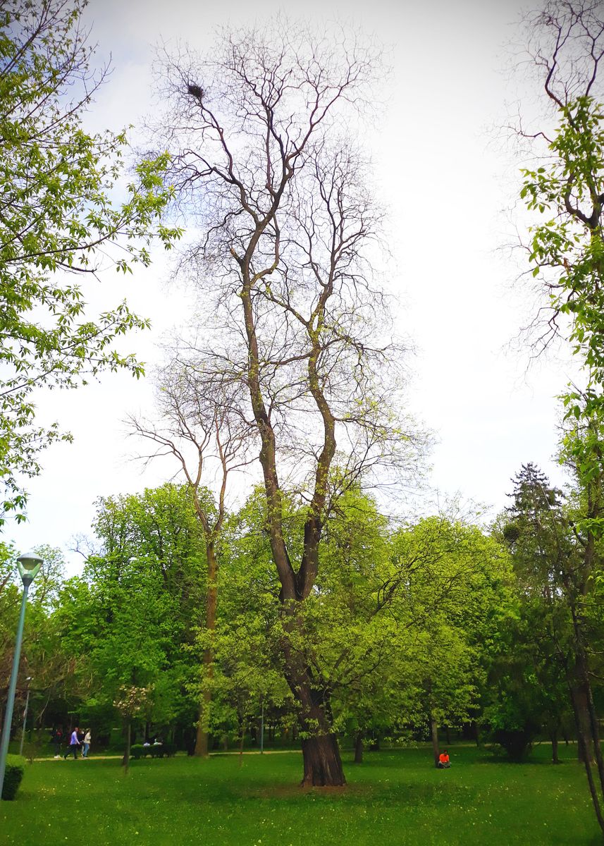 'The story of the old tree' Poster by Edy Art Space | Displate