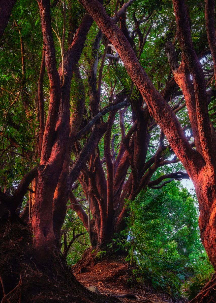 'Red Tree II' Poster by Syed Hafeez | Displate