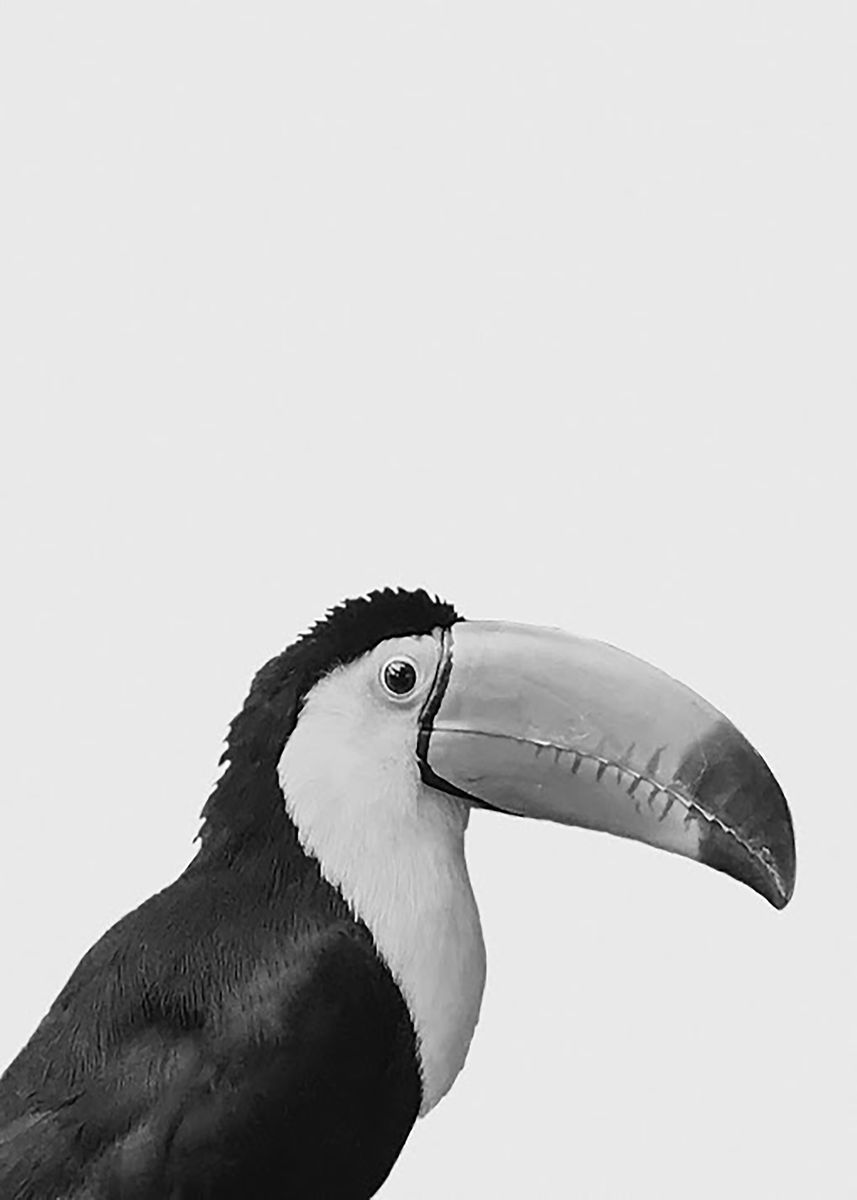 'Toucan Too BW' Poster, picture, metal print, paint by Jordan | Displate