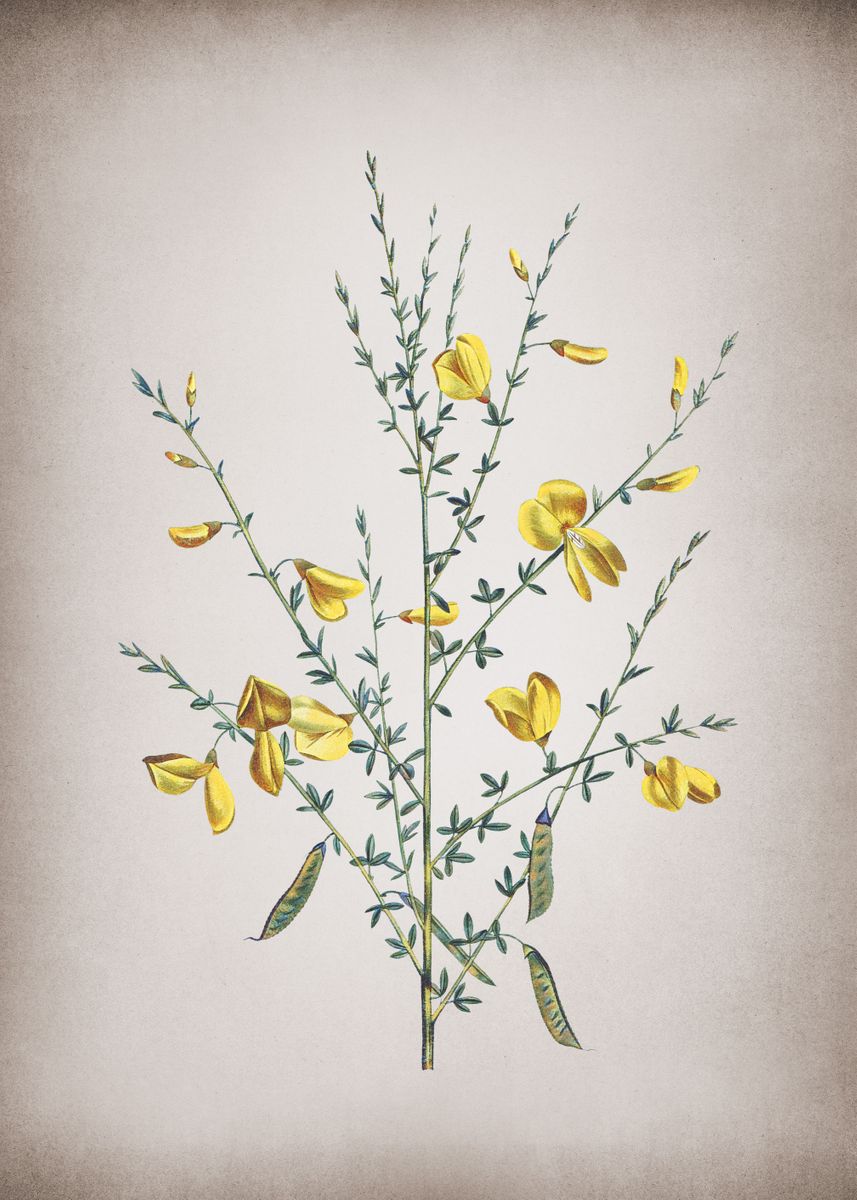 'Vintage Yellow Broom' Poster, picture, metal print, paint by Holy Rock ...