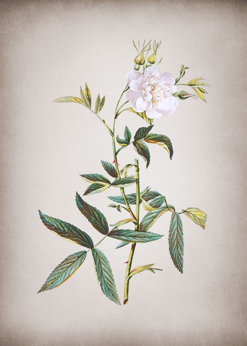 'Vintage White Rose of York' Poster, picture, metal print, paint by ...
