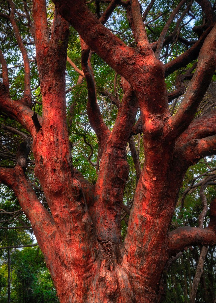 'Red Tree IV' Poster by Syed Hafeez | Displate
