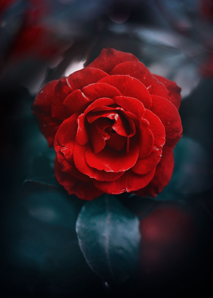 'The scarlet Rose' Poster, picture, metal print, paint by 275 ...