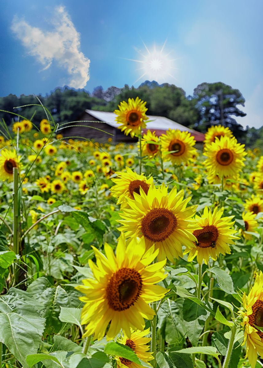 'Bright Sunflowers Under Ni' Poster, picture, metal print, paint by ...