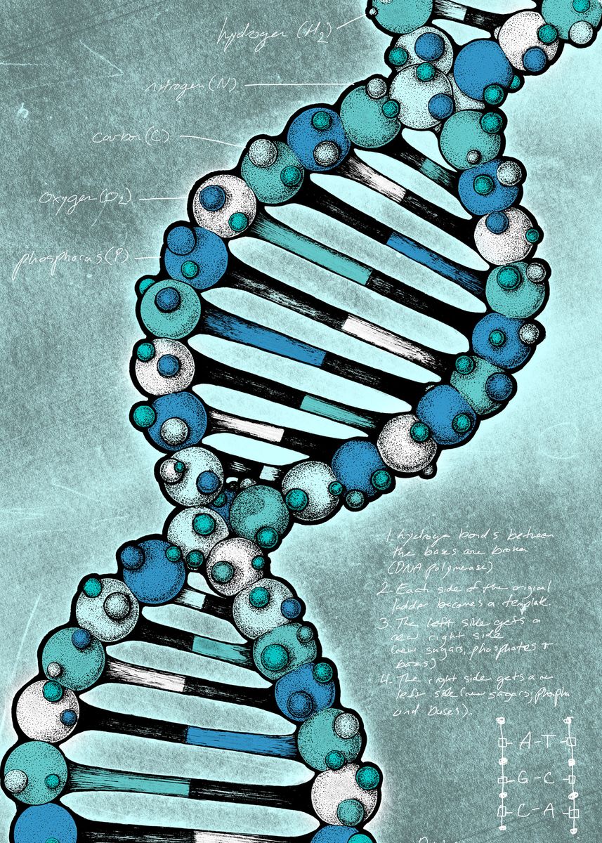 'Double Helix illustration ' Poster by | Displate