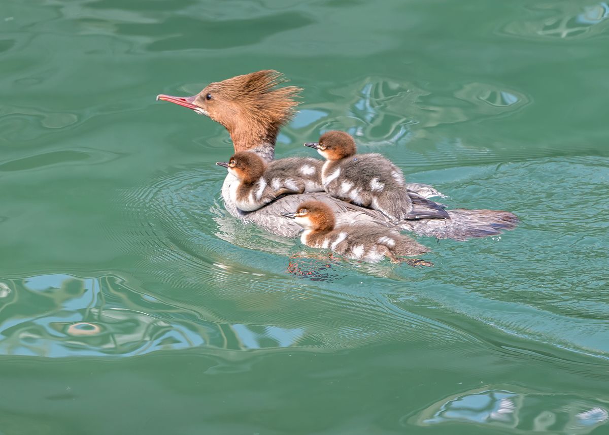 'Turkish fistione duck' Poster by Ornella Bonomini | Displate