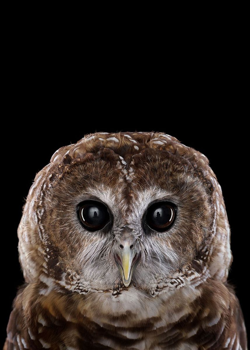'wild OWL face poster ' Poster by MK studio | Displate