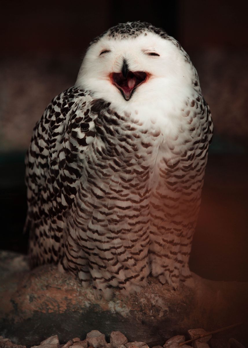 'Rare owl in wild' Poster by Harsha Gandhare | Displate