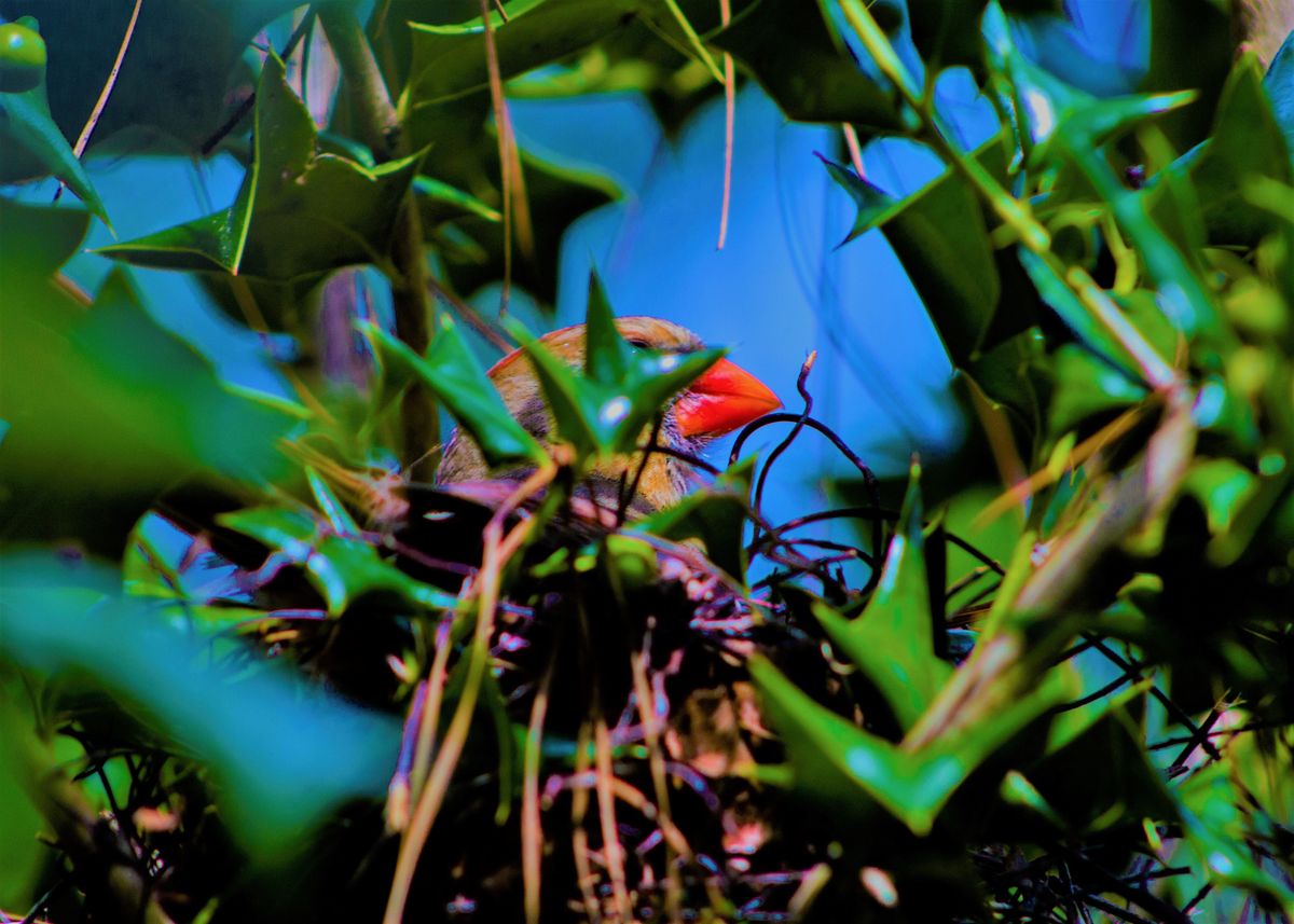 'Mama cardinal' Poster by JoAnn Mason | Displate