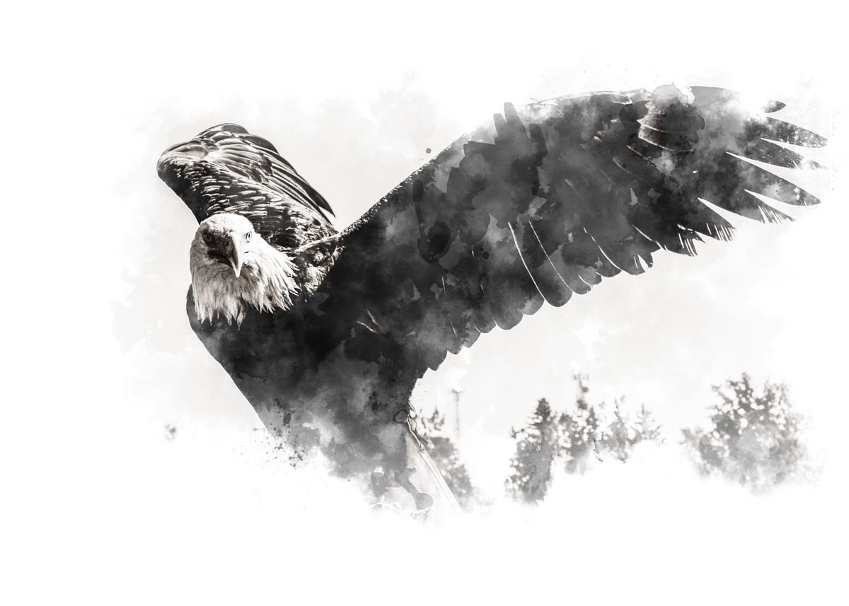 'Bald Eagle' Poster by Brian Scutt | Displate