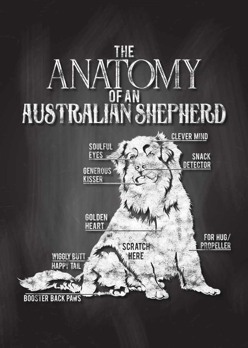'Australian Sheperd Anatomy' Poster, picture, metal print, paint by ...