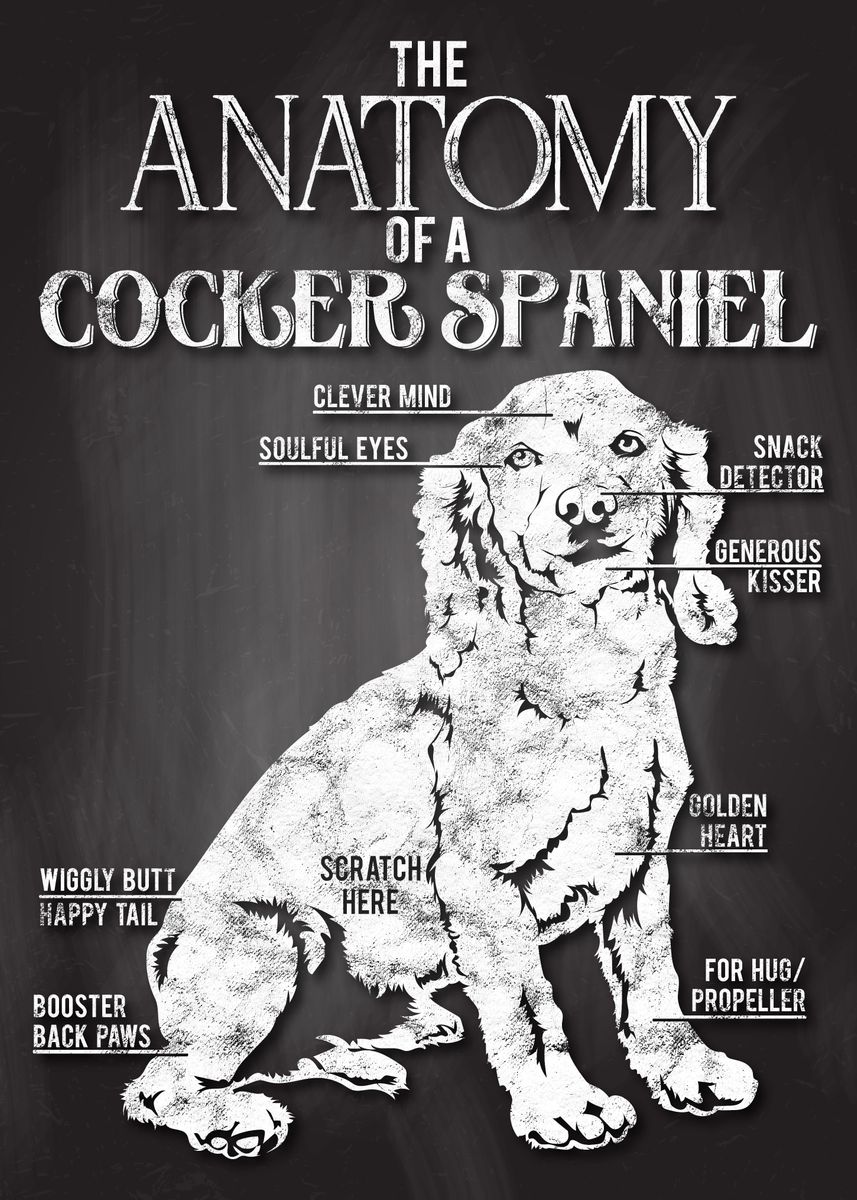 'Cocker Spaniel Anatomy' Poster by Smiling Nerd | Displate