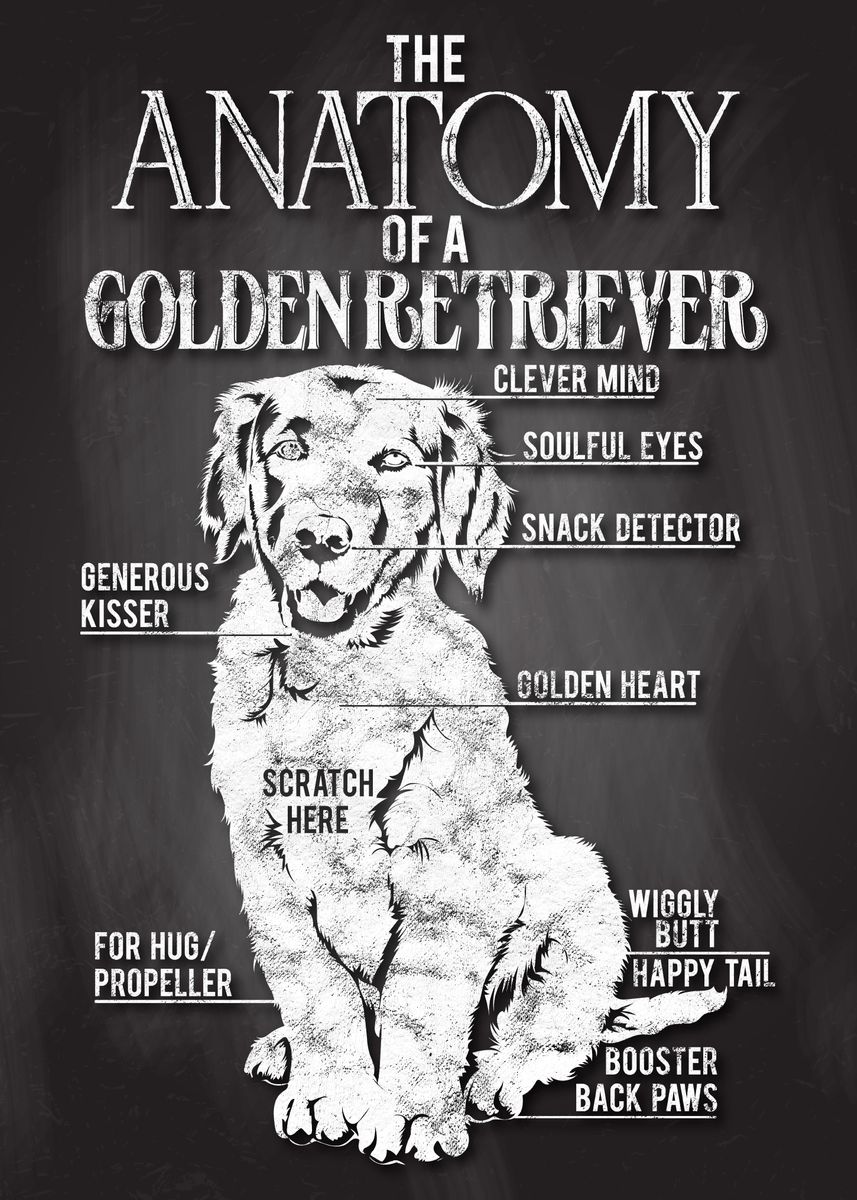 'Golden Retriever Anatomy' Poster, picture, metal print, paint by ...