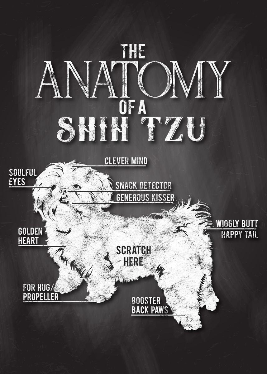 'Shih Tzu Anatomy Poster' Poster, picture, metal print, paint by ...