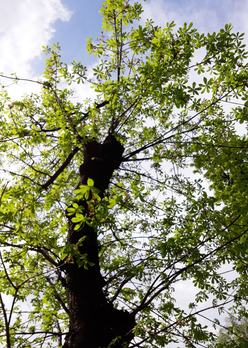 'Dancing tree 1' Poster by Edy Art Space | Displate