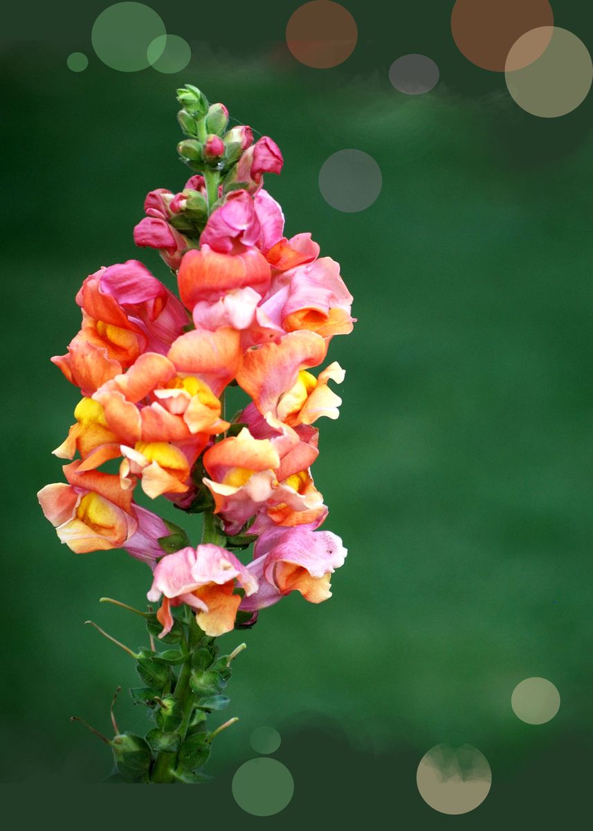 'Delicate' Poster by Khalid Ahmed | Displate