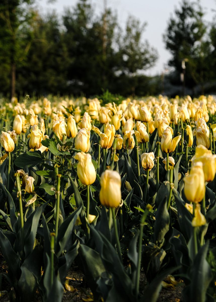 'Flower Field' Poster, picture, metal print, paint by Tima Mikheev ...