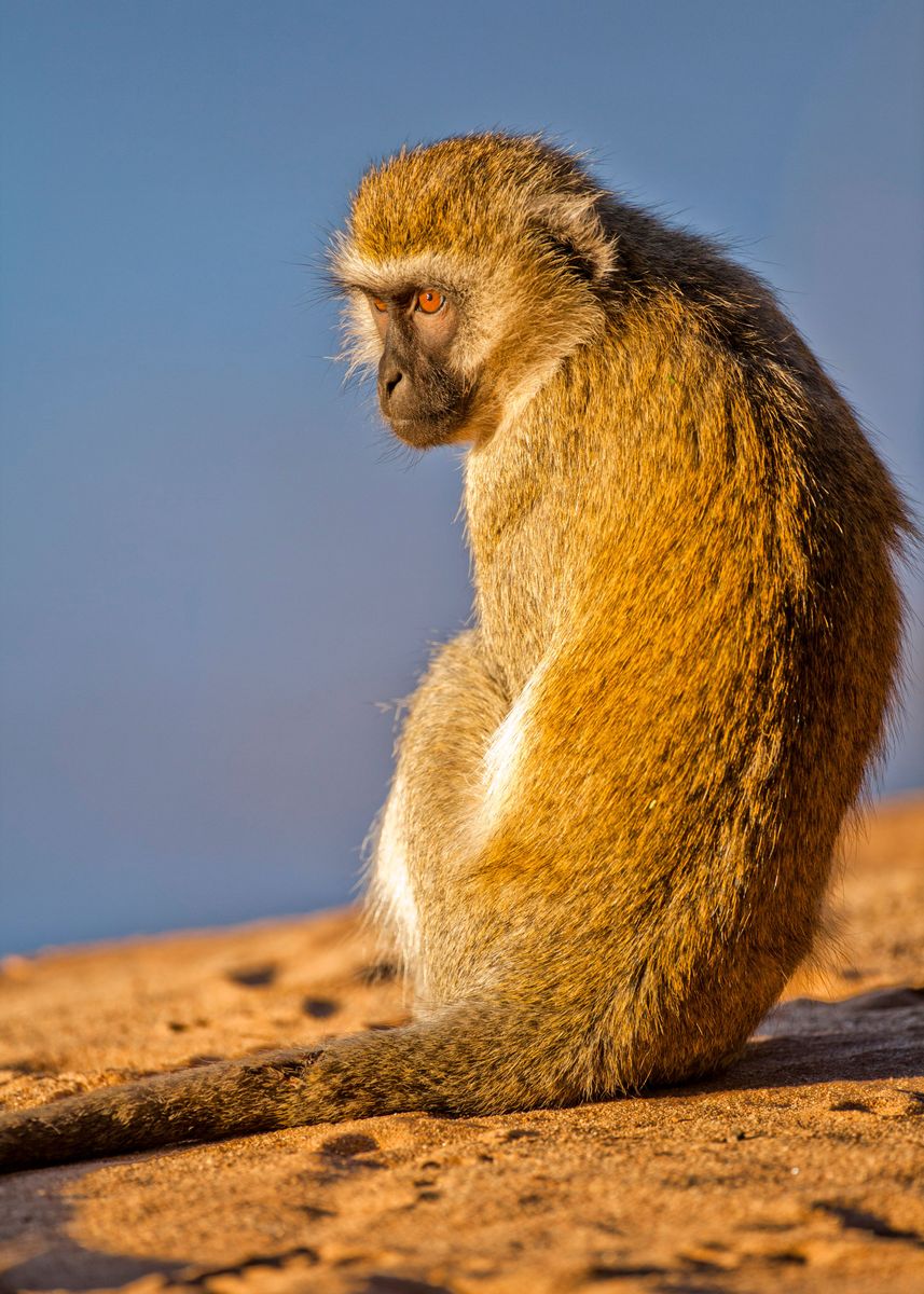 'Grivet monkey Chlorocebus ' Poster, picture, metal print, paint by ...