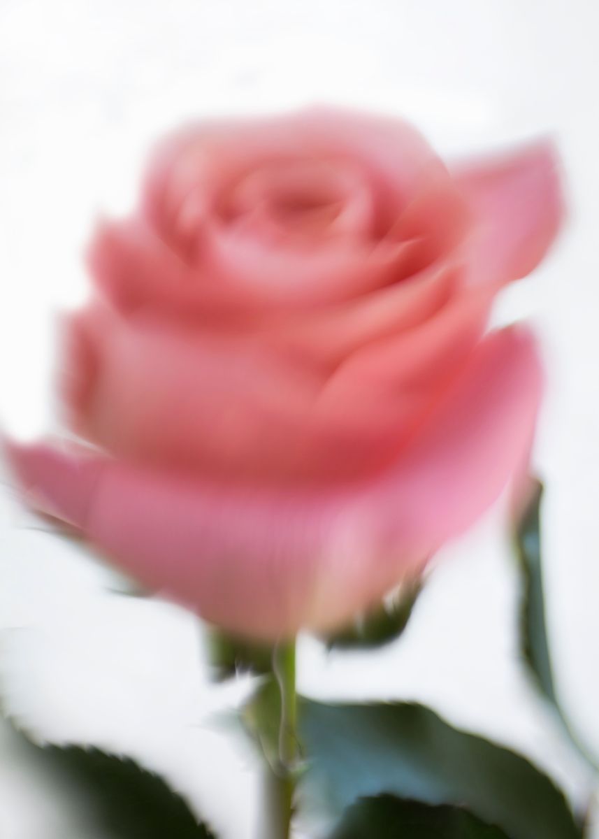 'Abstract roses' Poster by Larisa Siverina | Displate