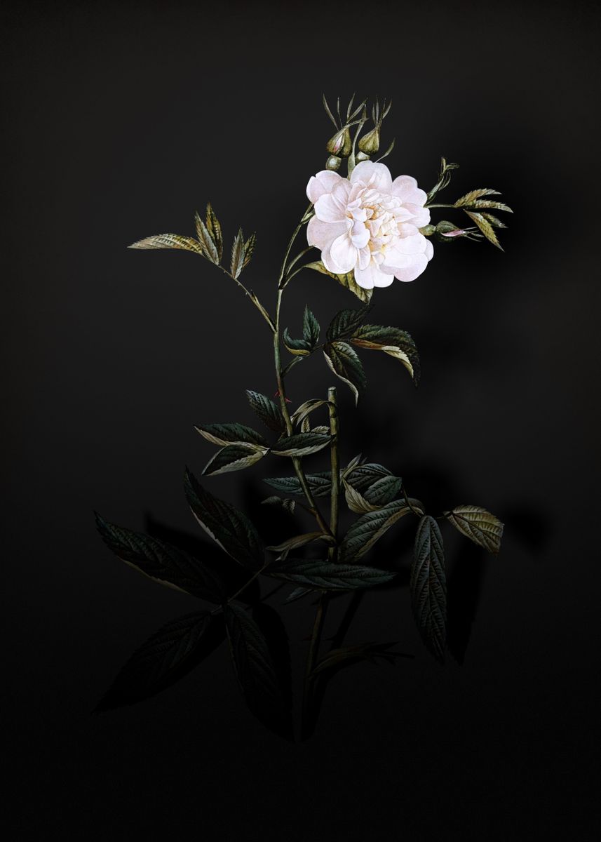 'Shadowy Rose of York' Poster by Holy Rock Design | Displate