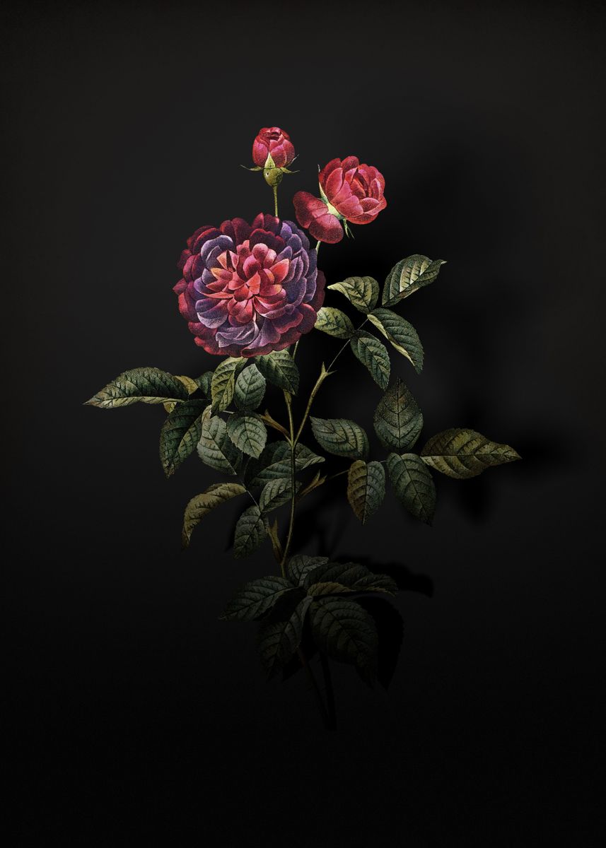 'Shadowy Hundred Leaf Rose' Poster by Holy Rock Design | Displate