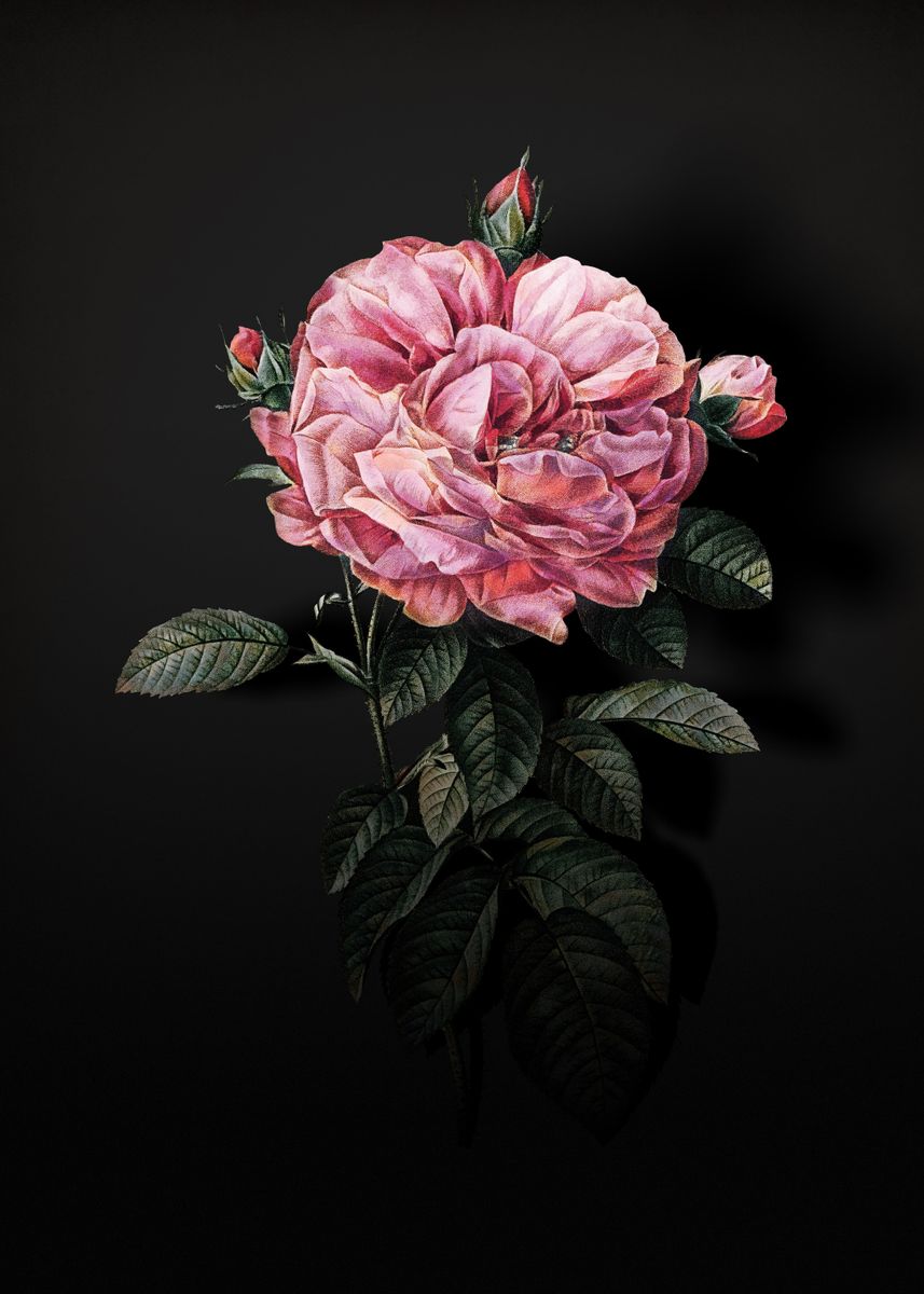 'Shadowy French Rose' Poster, picture, metal print, paint by Holy Rock ...