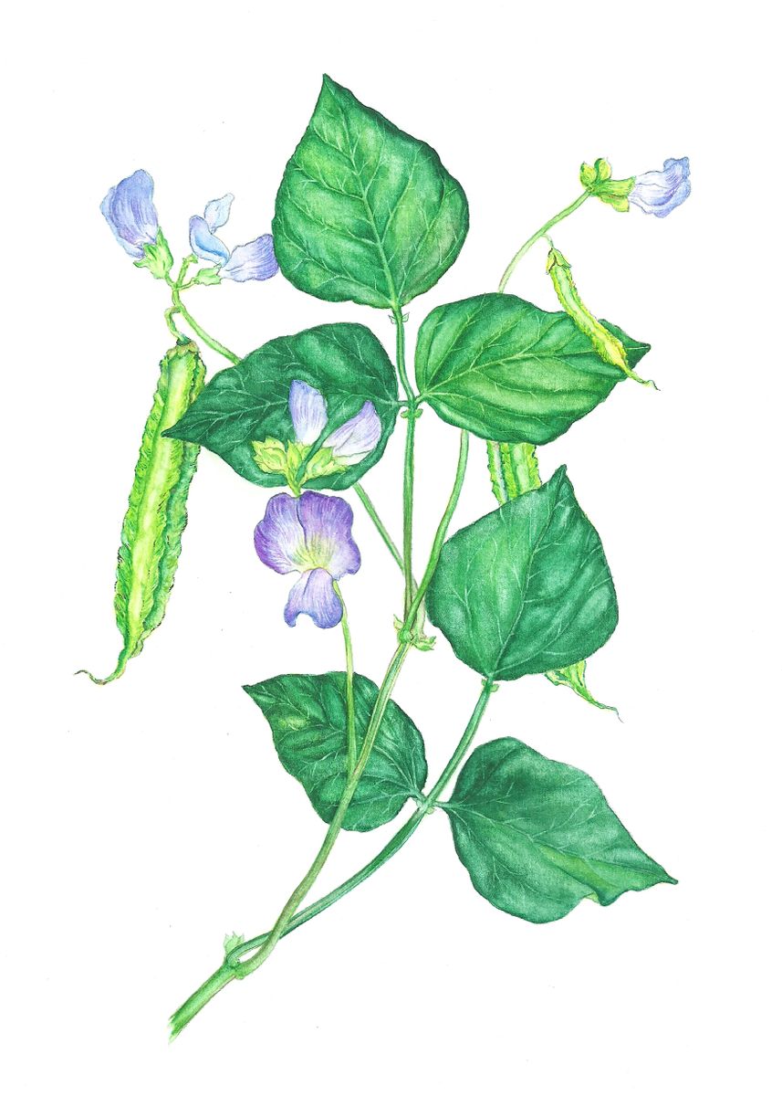 'Winged bean painting' Poster, picture, metal print, paint by Usa ...