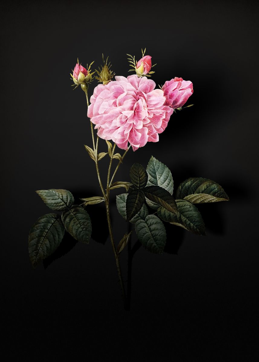 'Shadowy Agatha Rose' Poster, picture, metal print, paint by Holy Rock ...