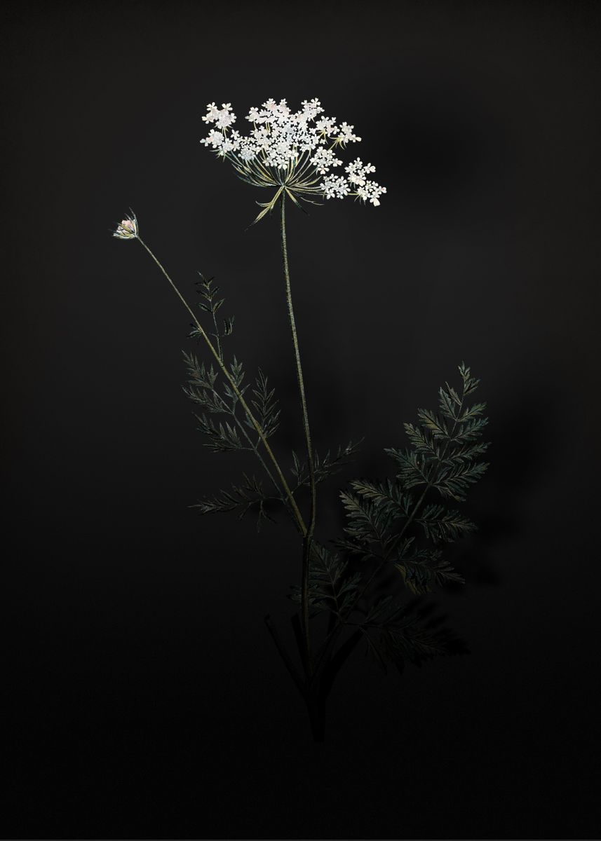 'Shadowy Lace Flower' Poster by Holy Rock Design | Displate