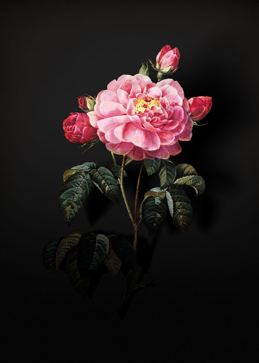 'Shadowy French Rose' Poster, picture, metal print, paint by Holy Rock ...