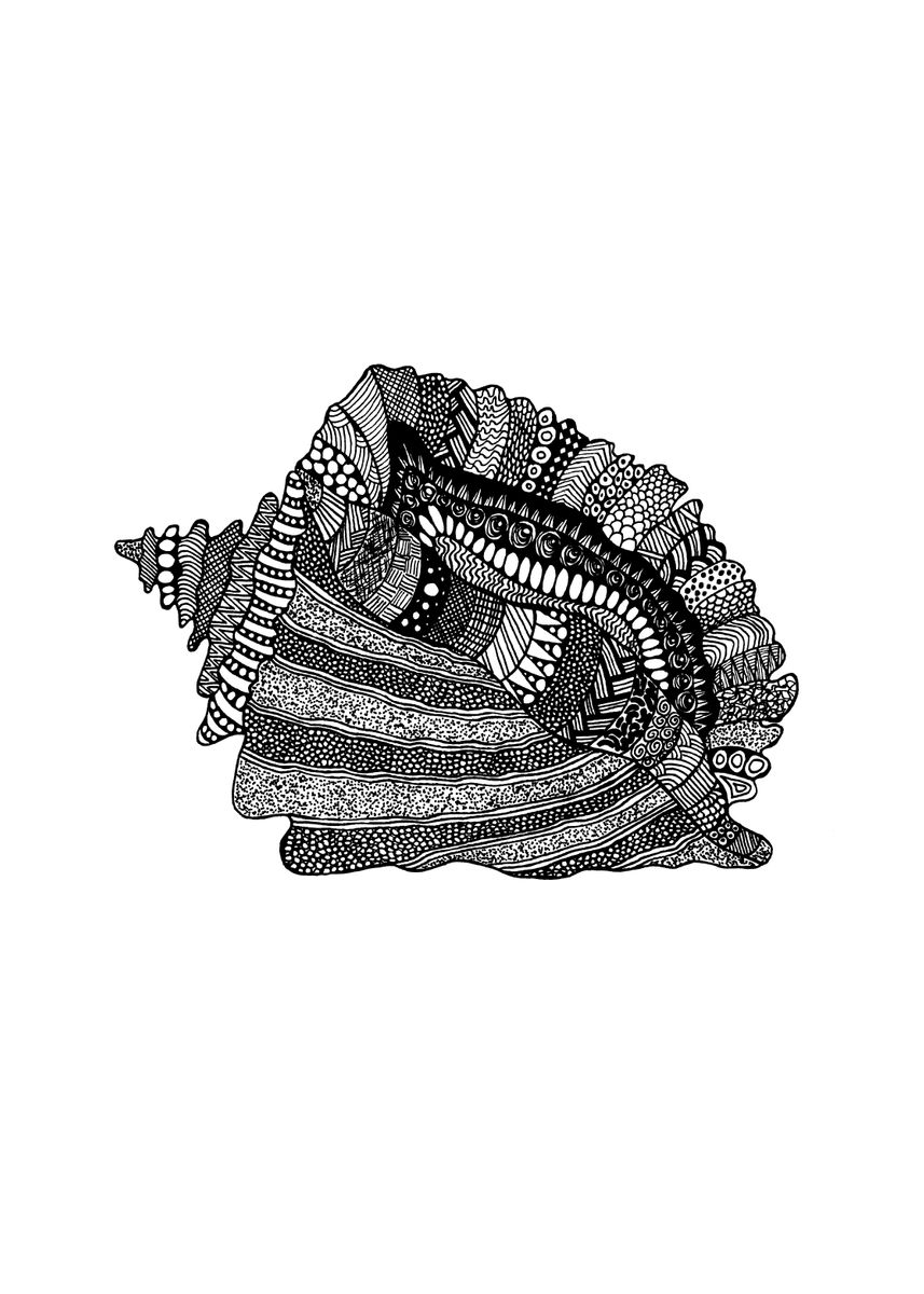 'Conch Shell' Poster by Marilyn Lowe | Displate